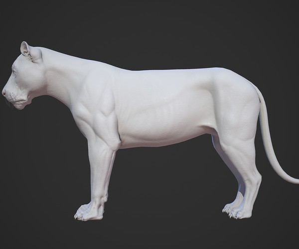 ArtStation - Animals - Lion Anatomy Skin Ecorche | Resources