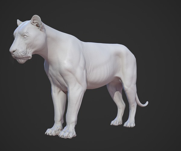 ArtStation - Animals - Lion Anatomy Skin Ecorche | Resources