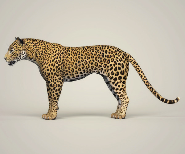 ArtStation - Photorealistic Wild Leopard 3D Model | Resources
