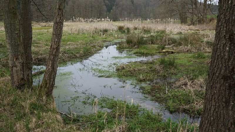 ArtStation - Swamp - 44 Reference pictures | Resources