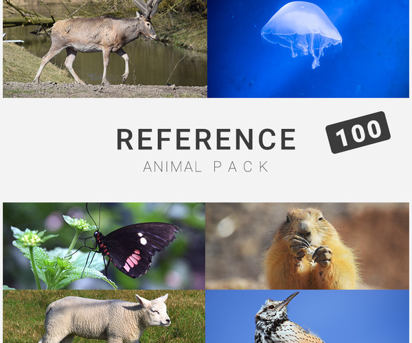 ArtStation - Reference: Animal Pack 100 | Resources