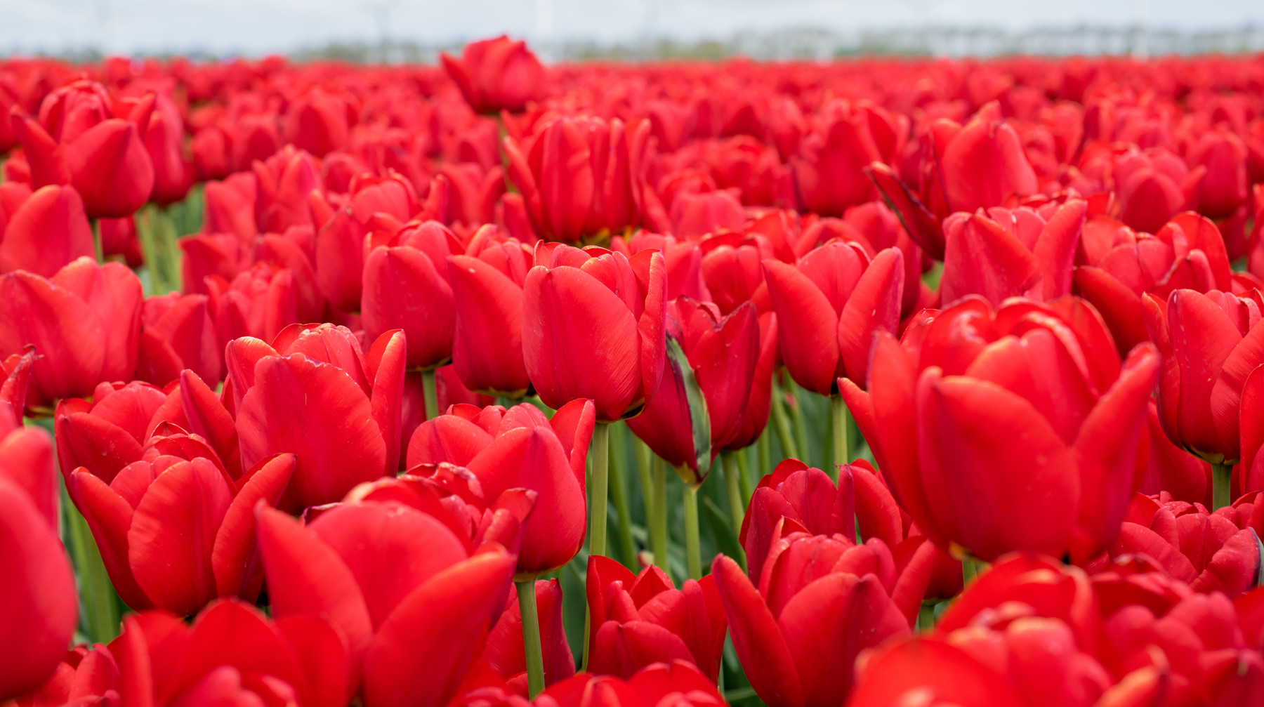 ArtStation - Reference: Flower and Macro Pack 100 | Resources