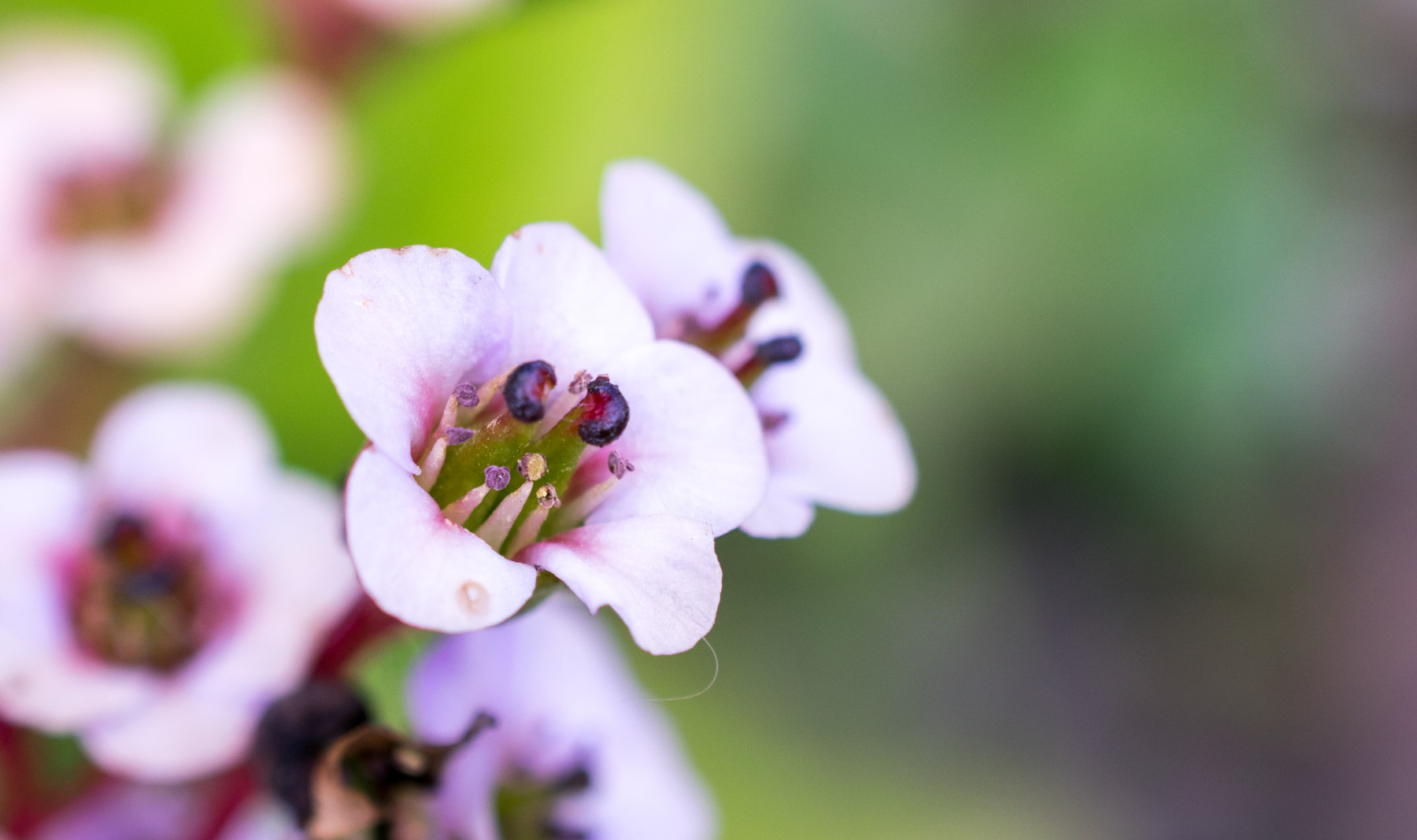 ArtStation - Reference: Flower and Macro Pack 100 | Resources