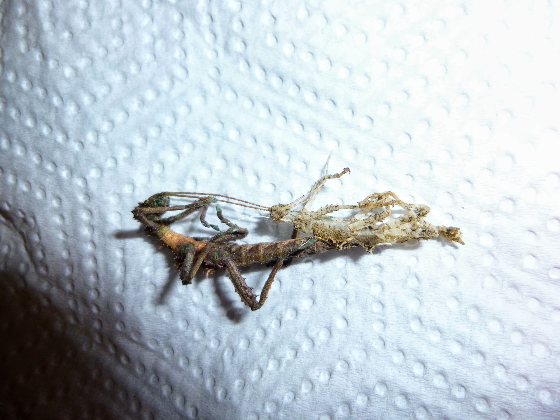 ArtStation - Sabah Thorny Stick Insects | Resources