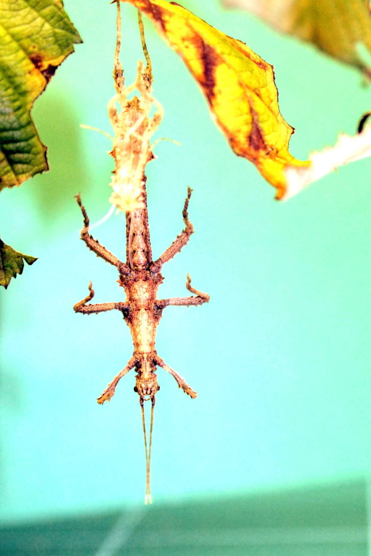 ArtStation - Sabah Thorny Stick Insects | Resources