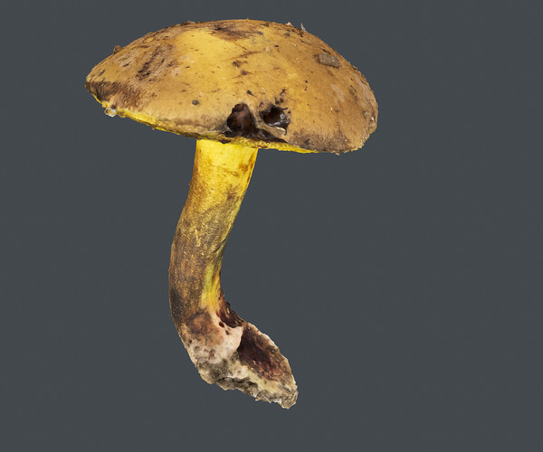 ArtStation - Photoscan_Mushroom_0012_only HighPoly Mesh (16K Texture ...