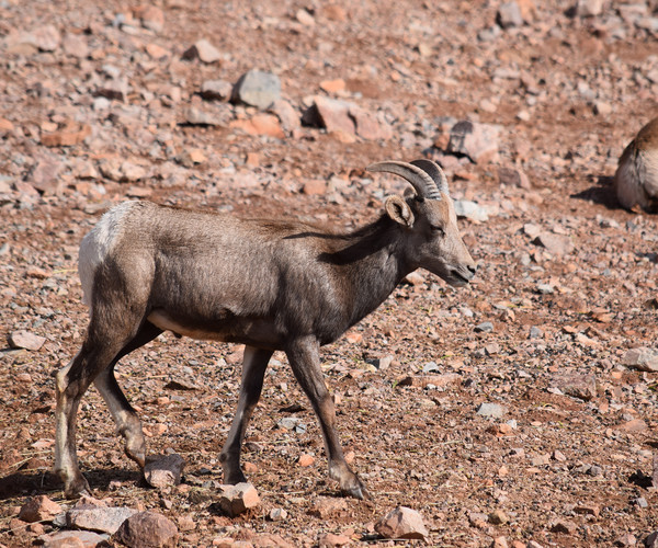 ArtStation - Reference: Animal Pack Two 500 | Resources