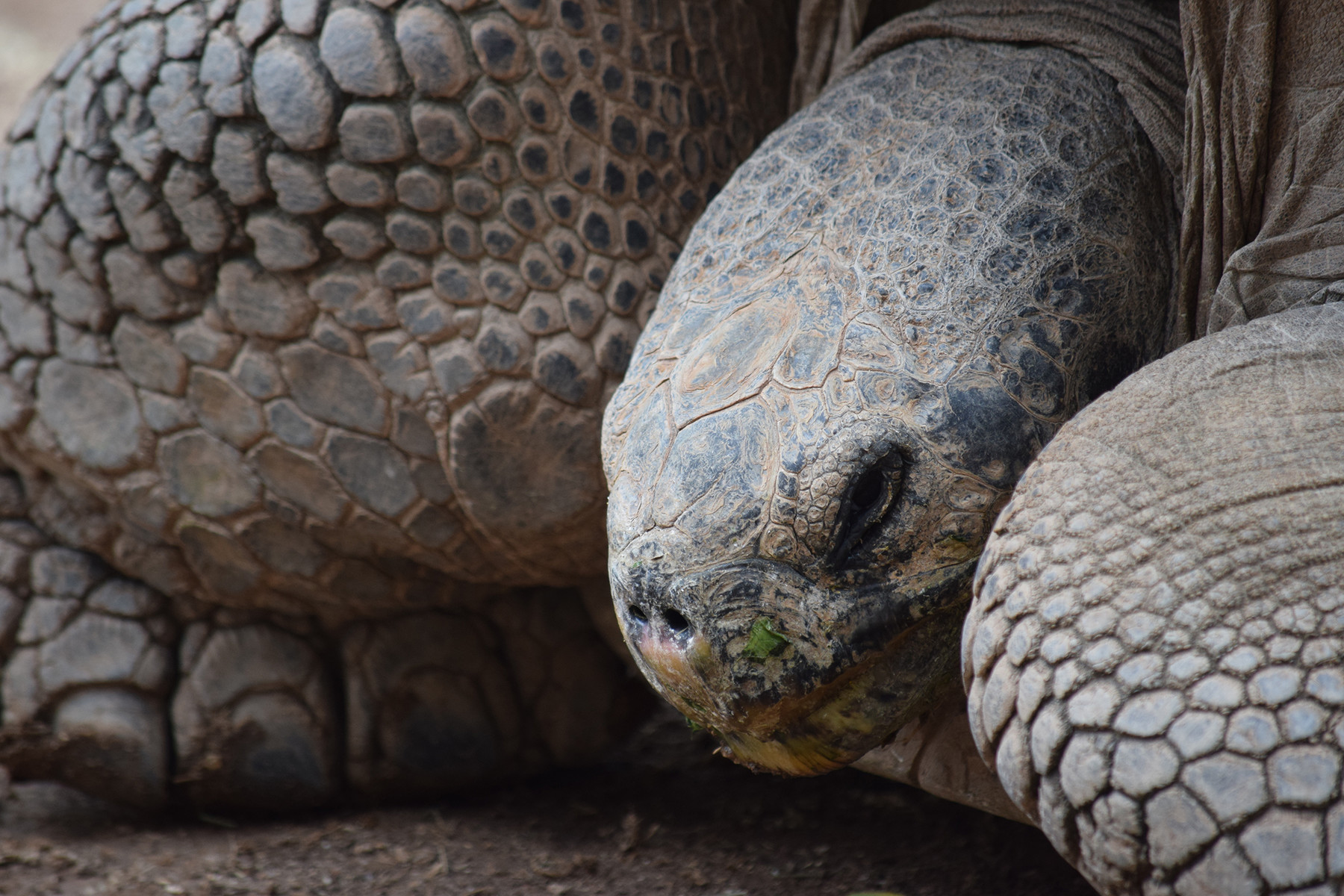 ArtStation - Reference: Animal Pack Two 500 | Resources