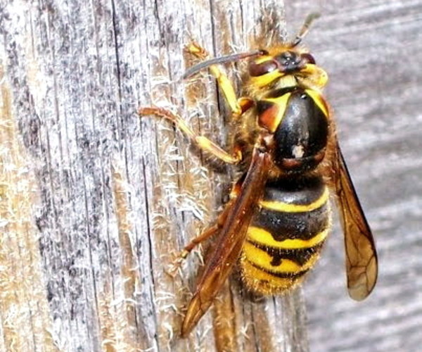 ArtStation - Mini Beasts - Photo reference pack 4 | Resources