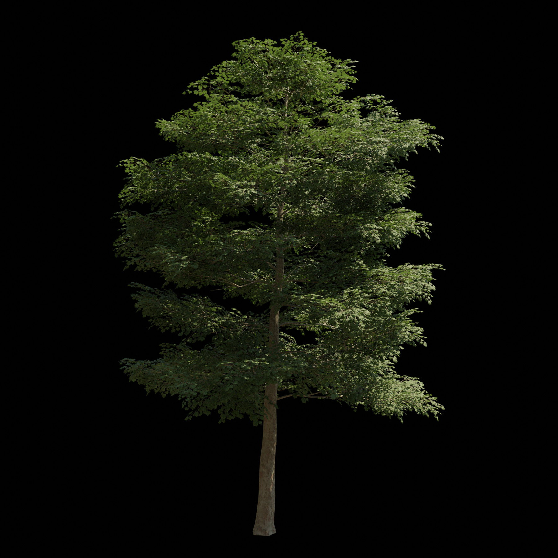 ArtStation - London Plane Trees 3D model | Resources
