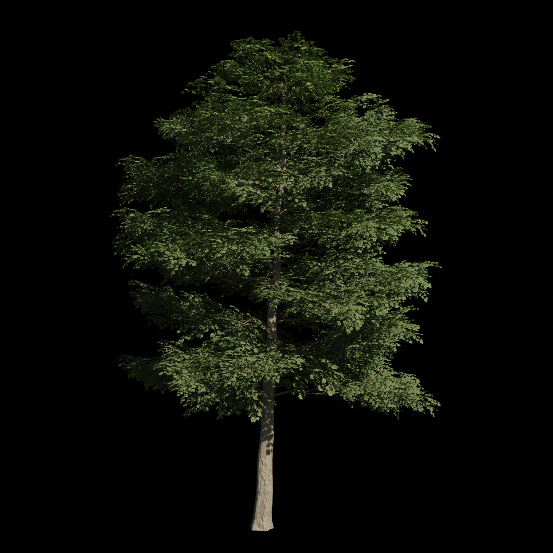 ArtStation - London Plane Trees 3D model | Resources