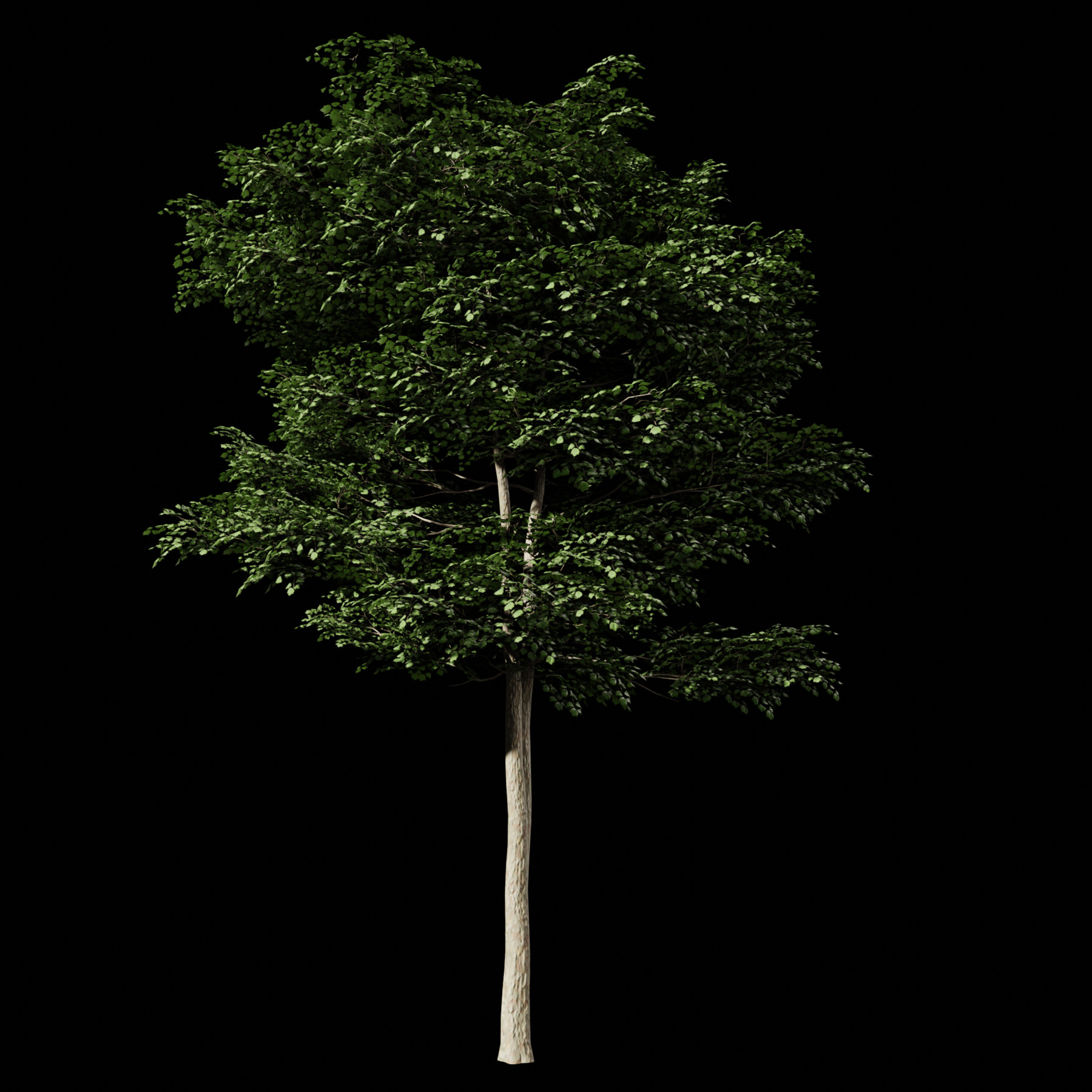 ArtStation - London Plane Trees 3D model | Resources