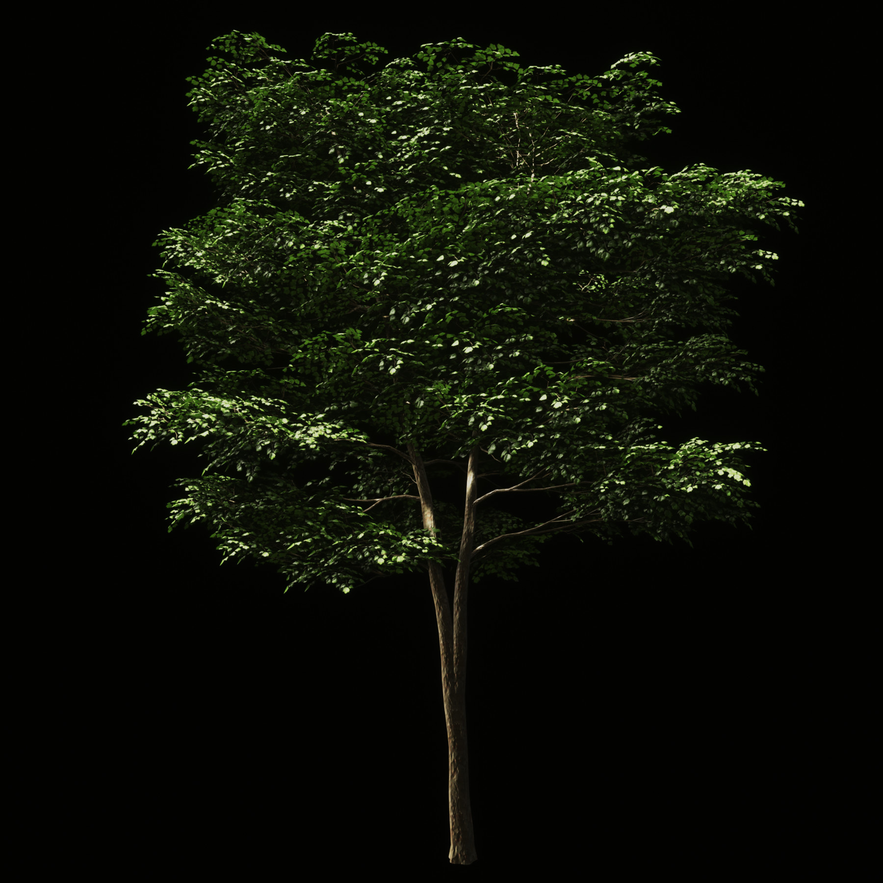 ArtStation - London Plane Trees 3D model | Resources