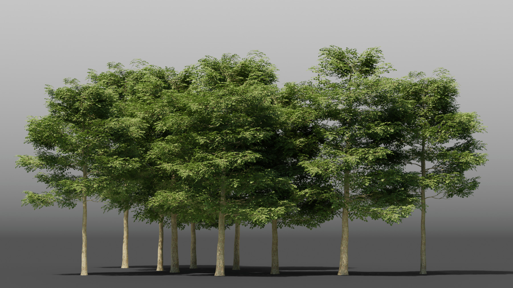 ArtStation - London Plane Trees 3D model | Resources