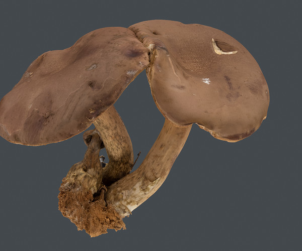 ArtStation - Photoscan_Mushroom_0014_only HighPoly Mesh (16K Texture ...