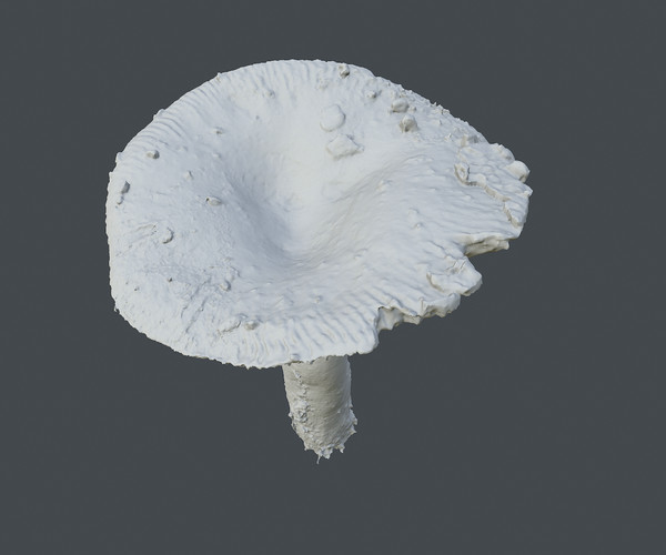 ArtStation - Photoscan_Mushroom_0018_only HighPoly Mesh (16K Texture ...