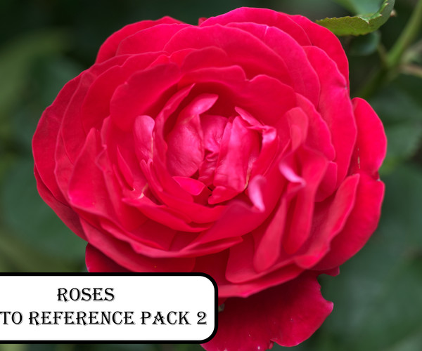 ArtStation - Roses - photo reference pack 2 | Resources