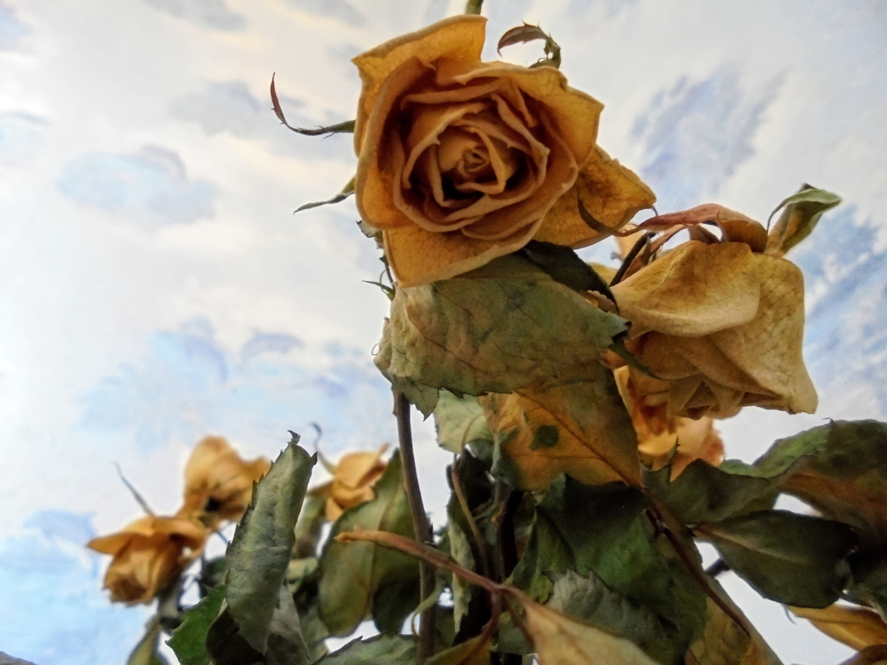 ArtStation - Roses - photo reference pack 2 | Resources