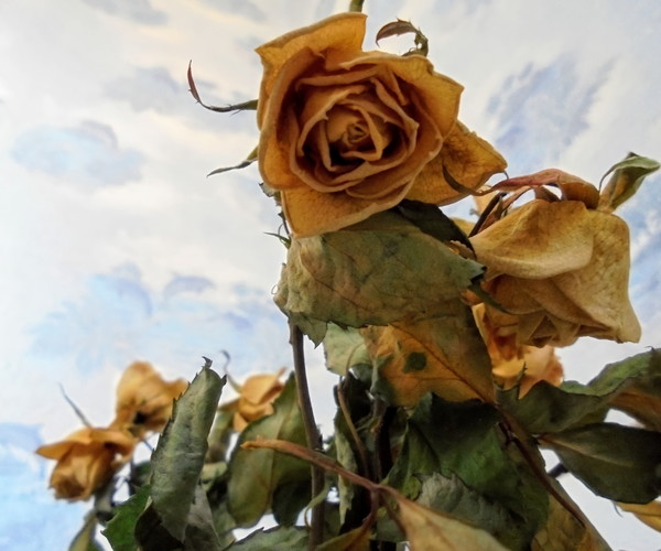 ArtStation - Roses - photo reference pack 2 | Resources