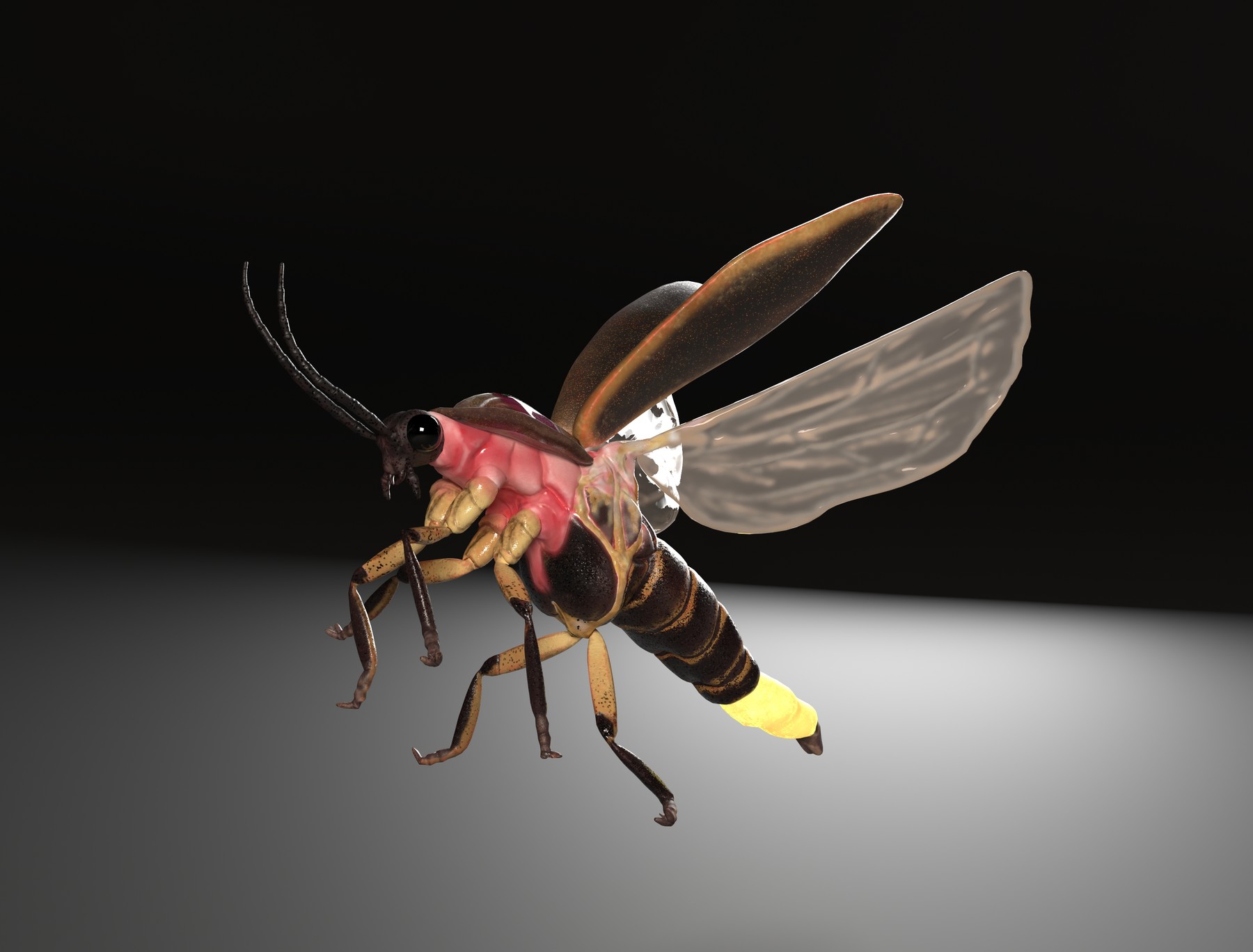 ArtStation - Firefly like insect 3D model (for education ...