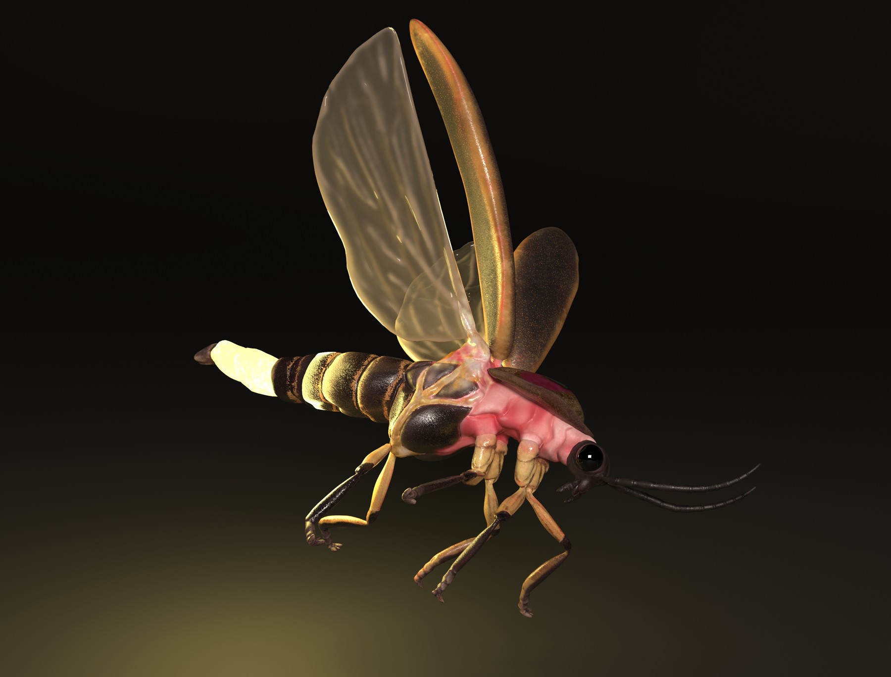 ArtStation - Firefly like insect 3D model (for education ...