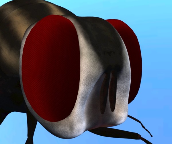 ArtStation - Housefly | Game Assets