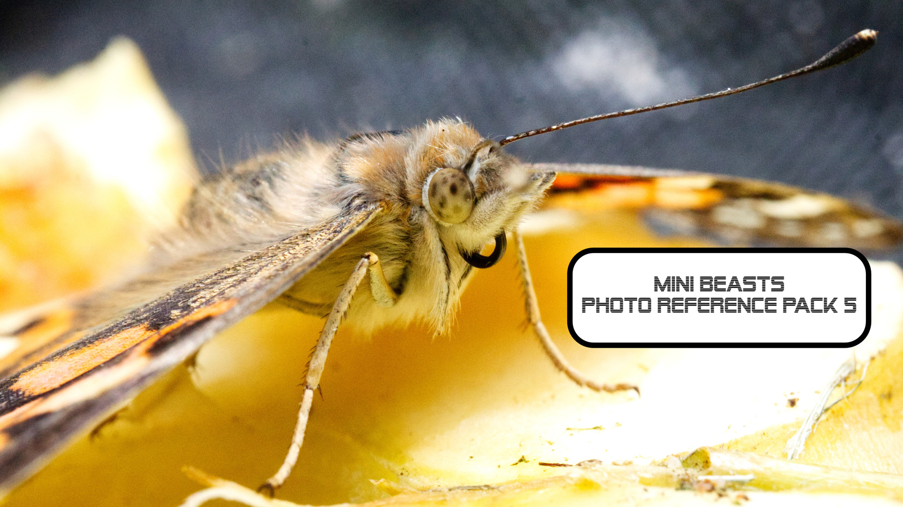 ArtStation - Mini beasts - photo reference pack 5 | Resources