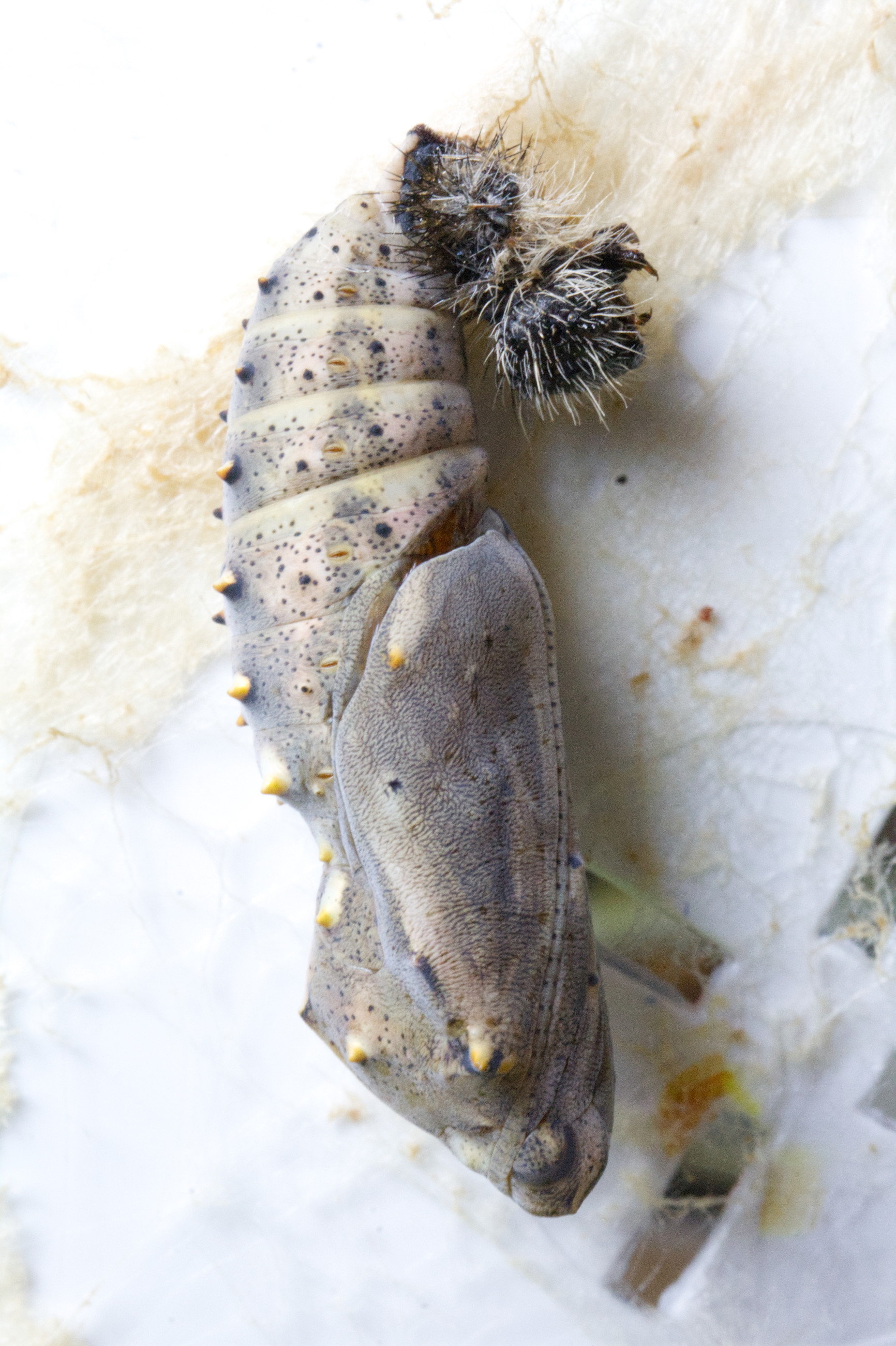 ArtStation - Mini beasts - photo reference pack 5 | Resources