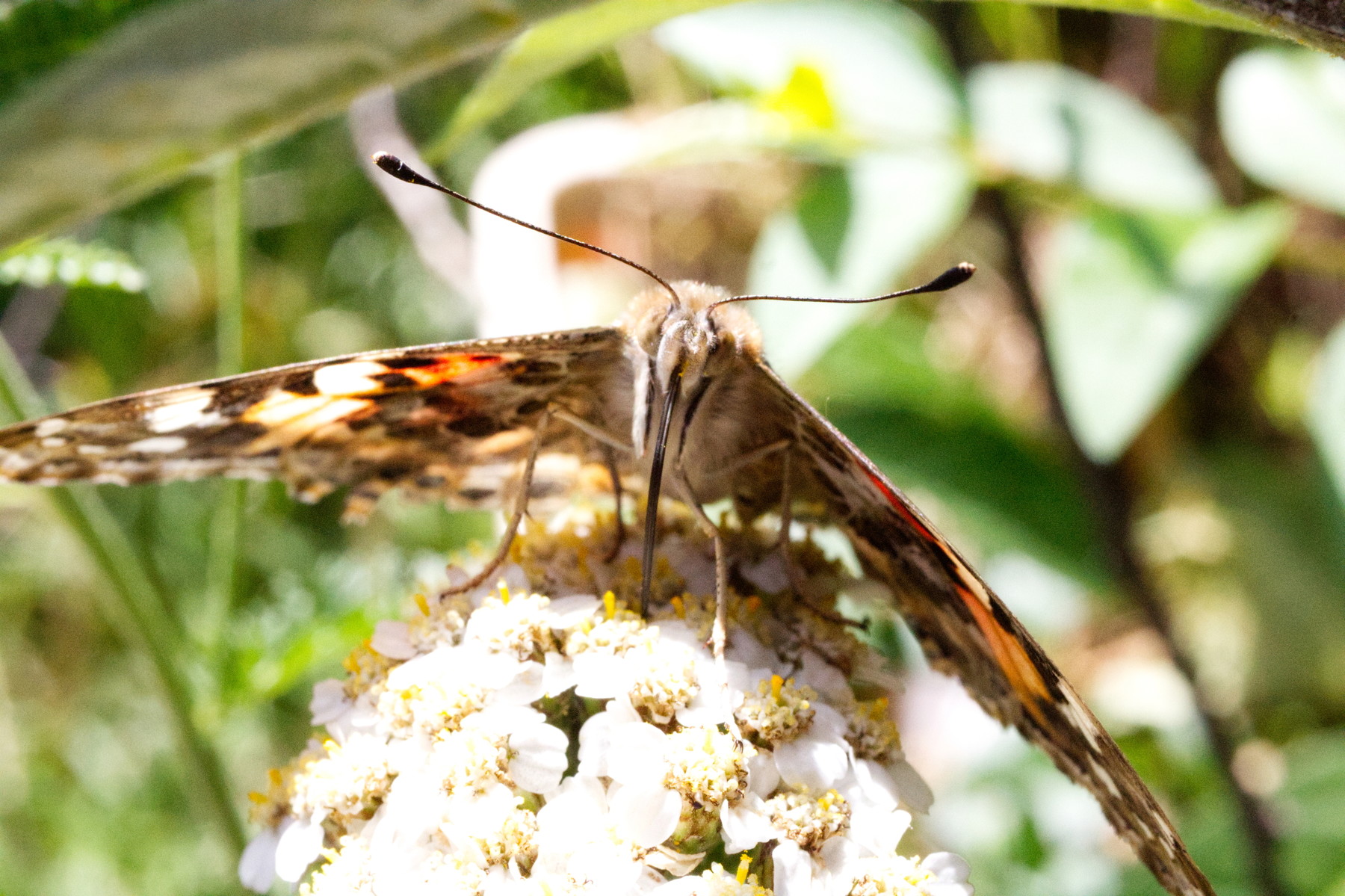 ArtStation - Mini beasts - photo reference pack 5 | Resources