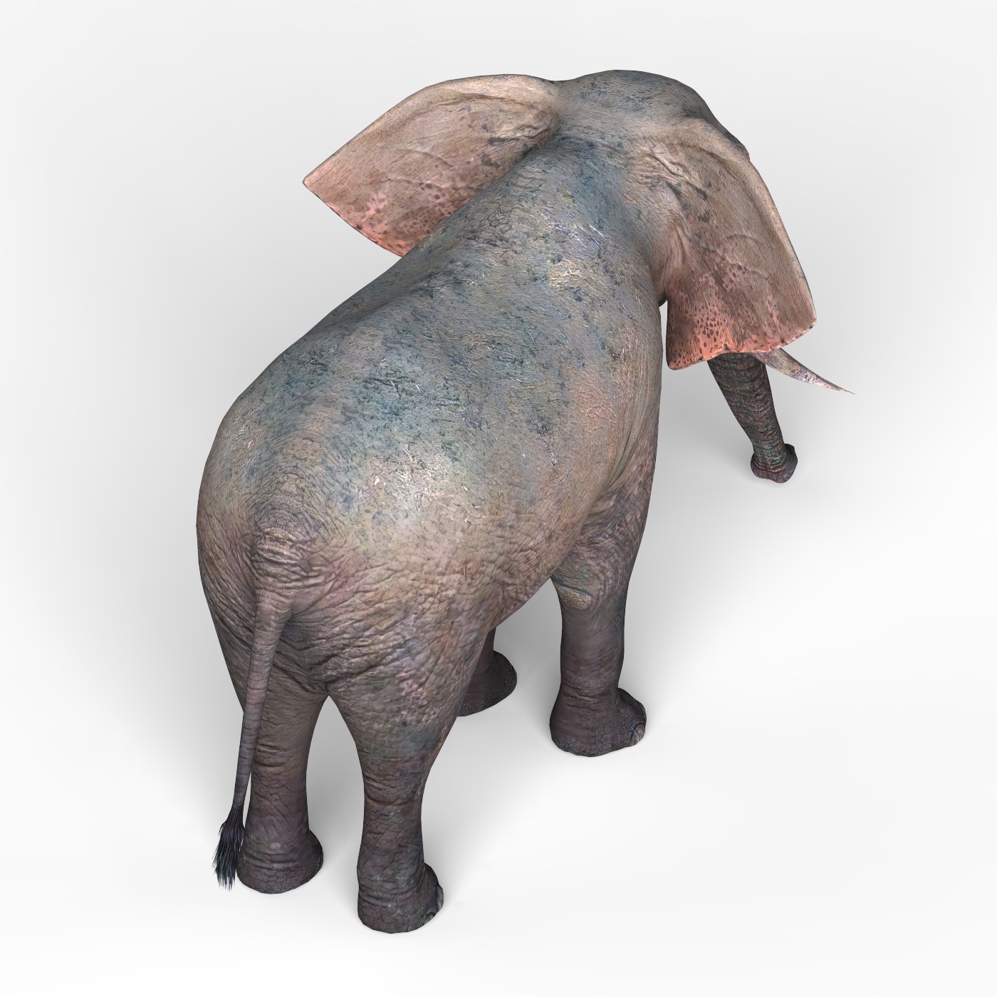 ArtStation - Low Poly Wild Animal 3D Model Collection | Resources