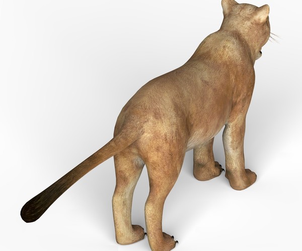 ArtStation - Low Poly Wild Animal 3D Model Collection | Resources