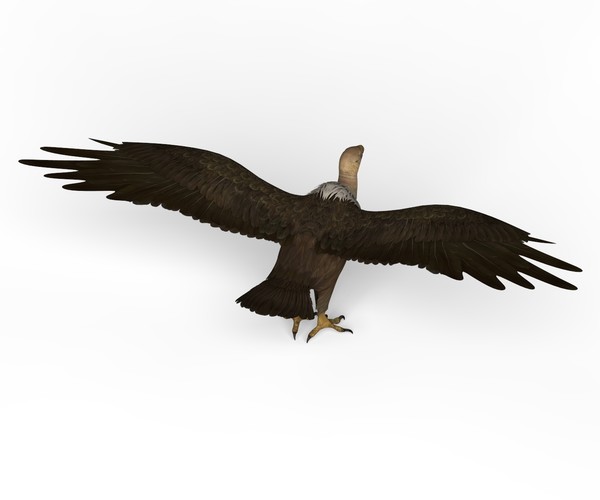 ArtStation - Low Poly Wild Animal 3D Model Collection | Resources