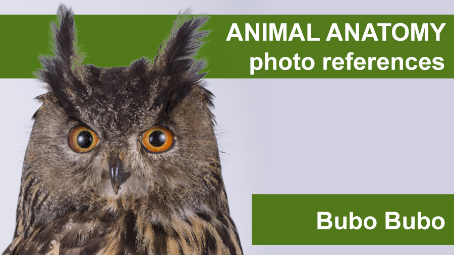 ArtStation - Animal anatomy photo references Bubo Bubo | Resources