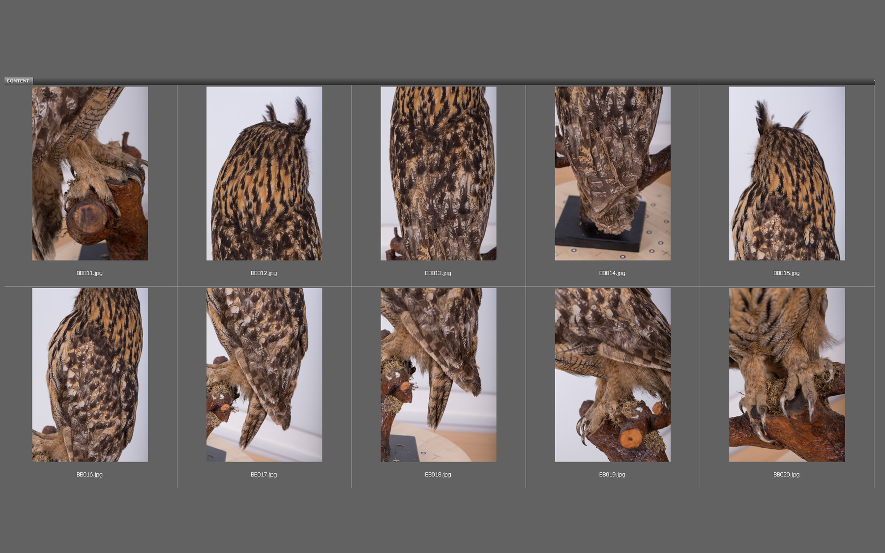ArtStation - Animal anatomy photo references Bubo Bubo | Resources