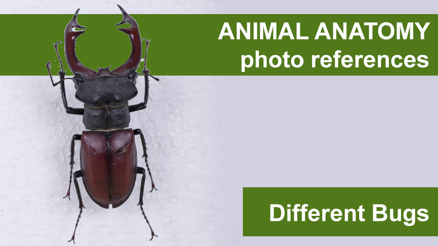 ArtStation - Animal anatomy photo references Different Bugs | Resources