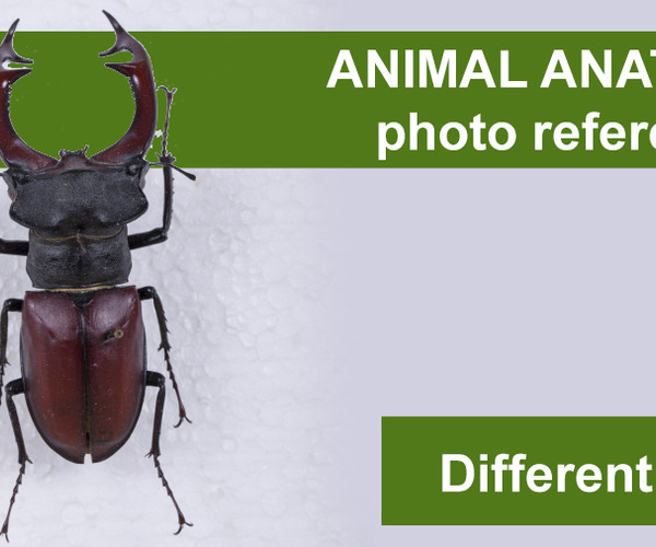 ArtStation - Animal anatomy photo references Different Bugs | Resources