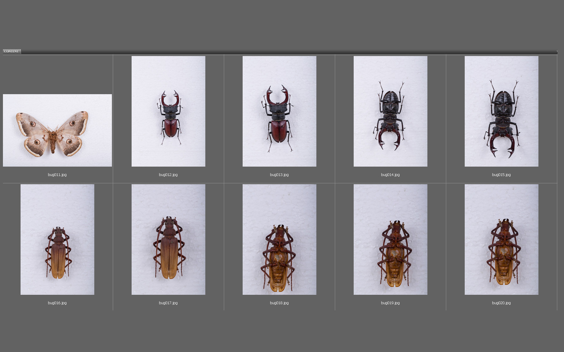ArtStation - Animal anatomy photo references Different Bugs | Resources