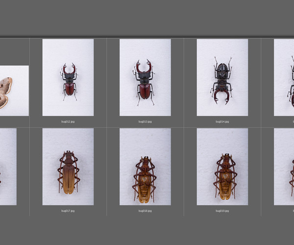 ArtStation - Animal anatomy photo references Different Bugs | Resources