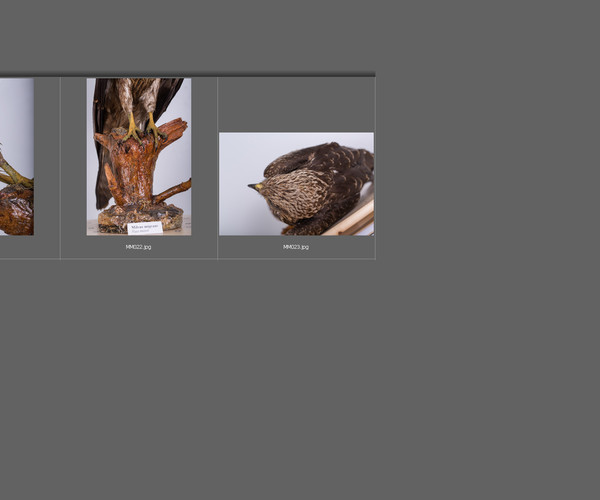 ArtStation - Animal anatomy photo references Milvus Migrans | Resources