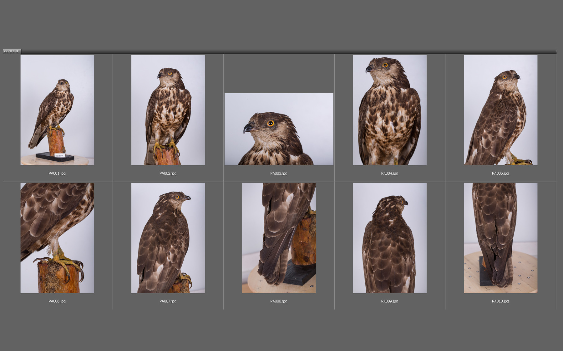 ArtStation - Animal anatomy photo references Pernis Apivorus | Resources