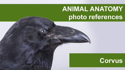 ArtStation - Animal anatomy photo references Corvus | Resources