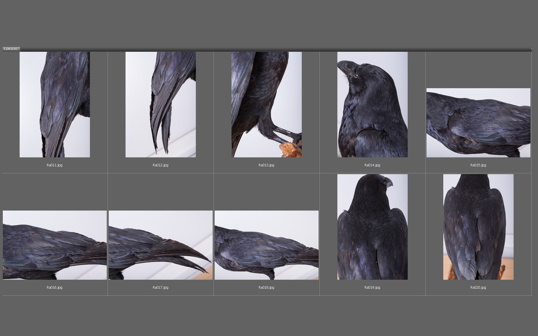 ArtStation - Animal anatomy photo references Corvus | Resources