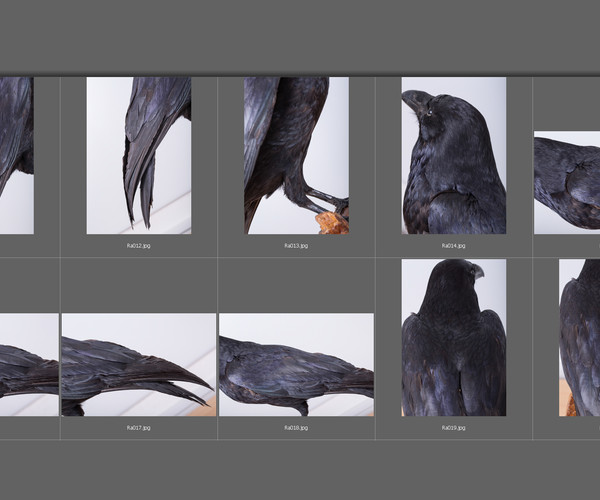 ArtStation - Animal anatomy photo references Corvus | Resources
