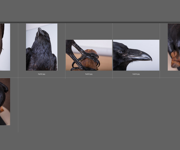 ArtStation - Animal anatomy photo references Corvus | Resources