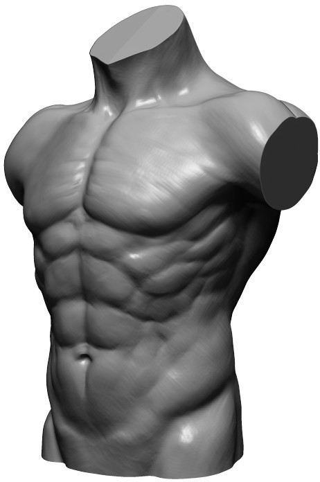 ArtStation - Torso 3d model | Resources