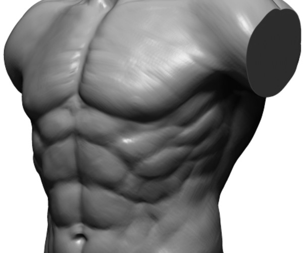 ArtStation - Torso 3d model | Resources