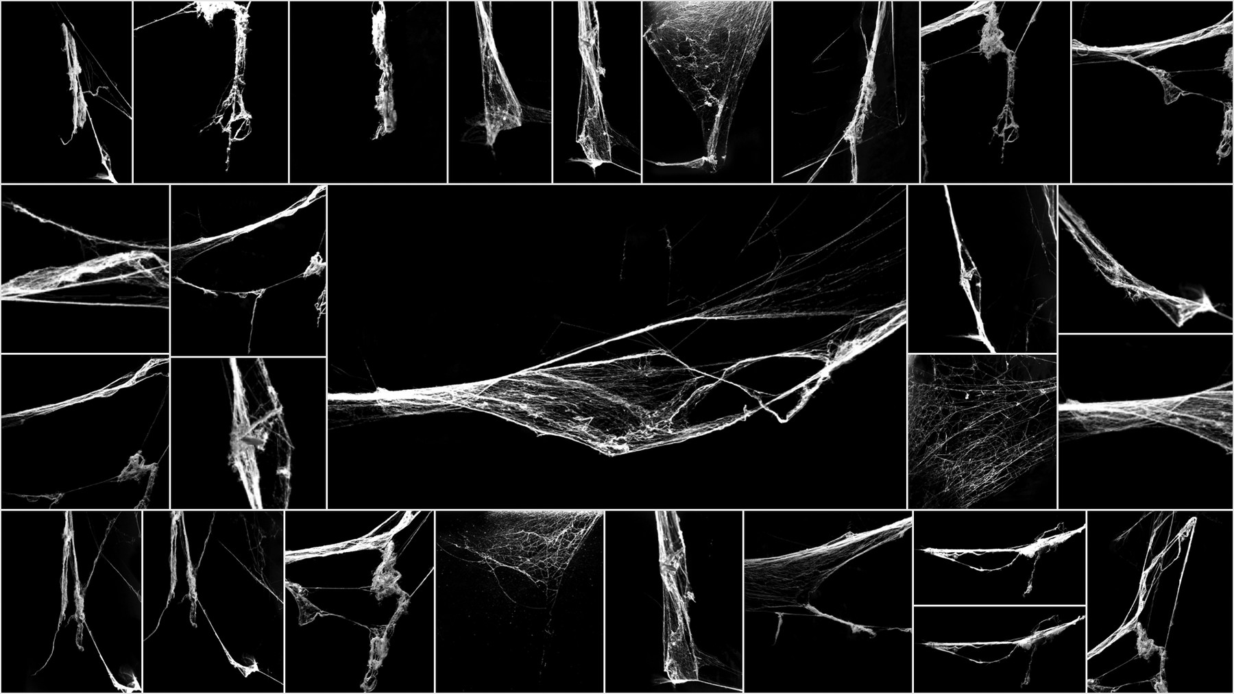ArtStation - Spider Webs cobwebs - reference images pack | Resources