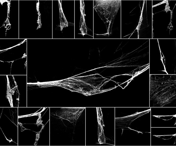 ArtStation - Spider Webs cobwebs - reference images pack | Resources