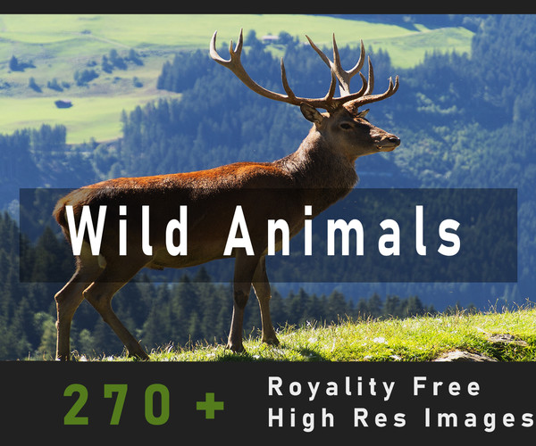 ArtStation - Wild Animal Reference Pack | Resources