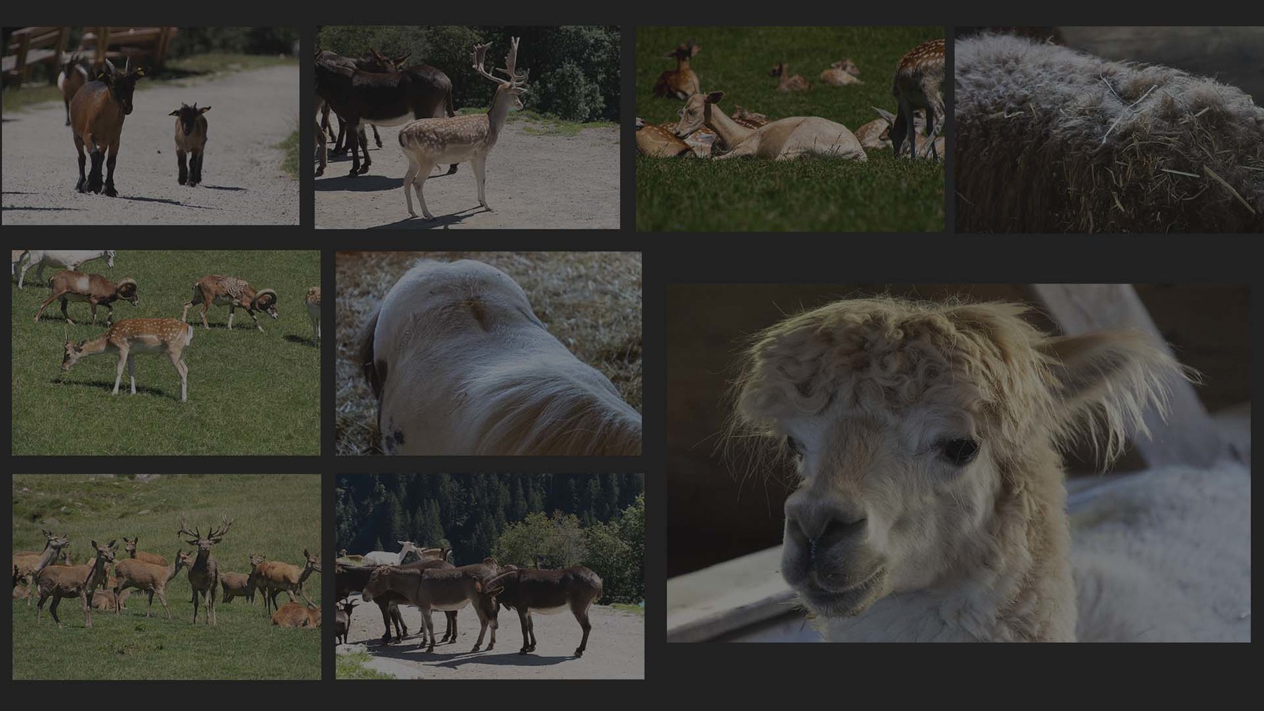 ArtStation - Wild Animal Reference Pack | Resources